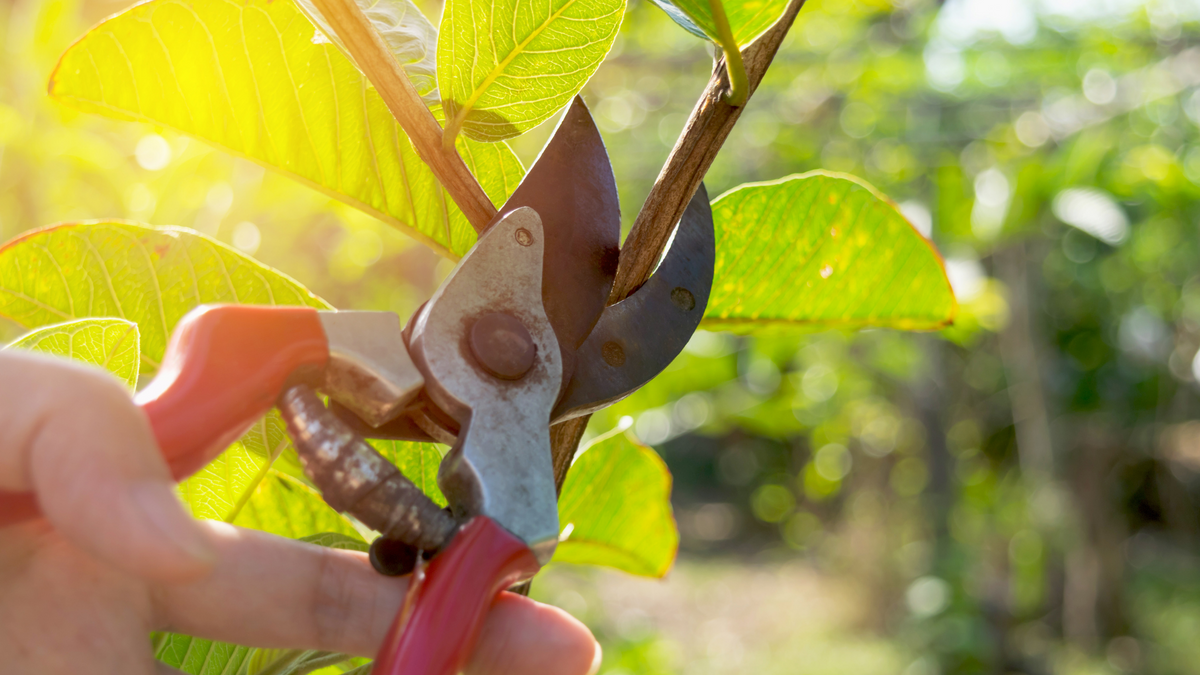 Pruning Trees and Protecting with Dormant Spray – Steve Regan Company
