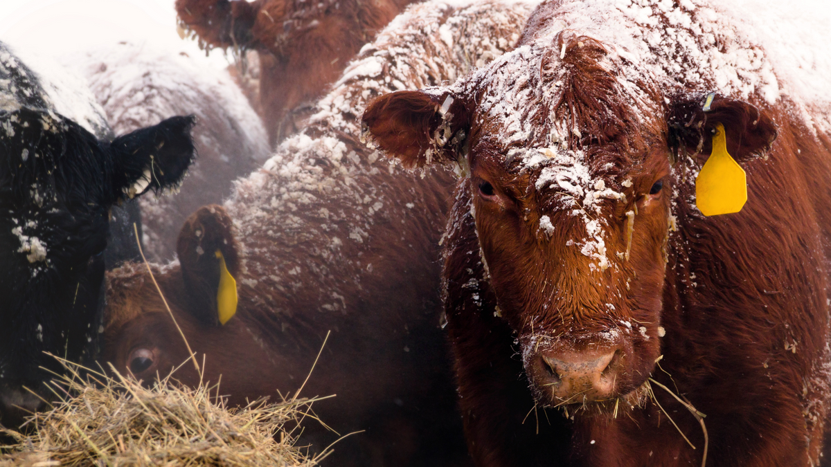 Winter Home and Ranch Checklist – Steve Regan Company