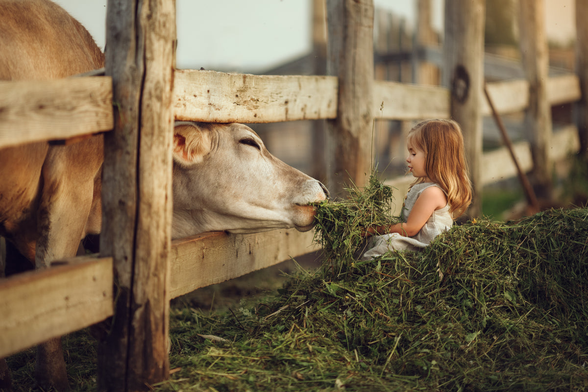 Summer Collection – Steve Regan Company