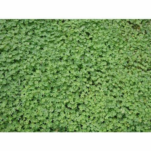 Pickseed - Micro Clover (coated) - lb – Steve Regan Company