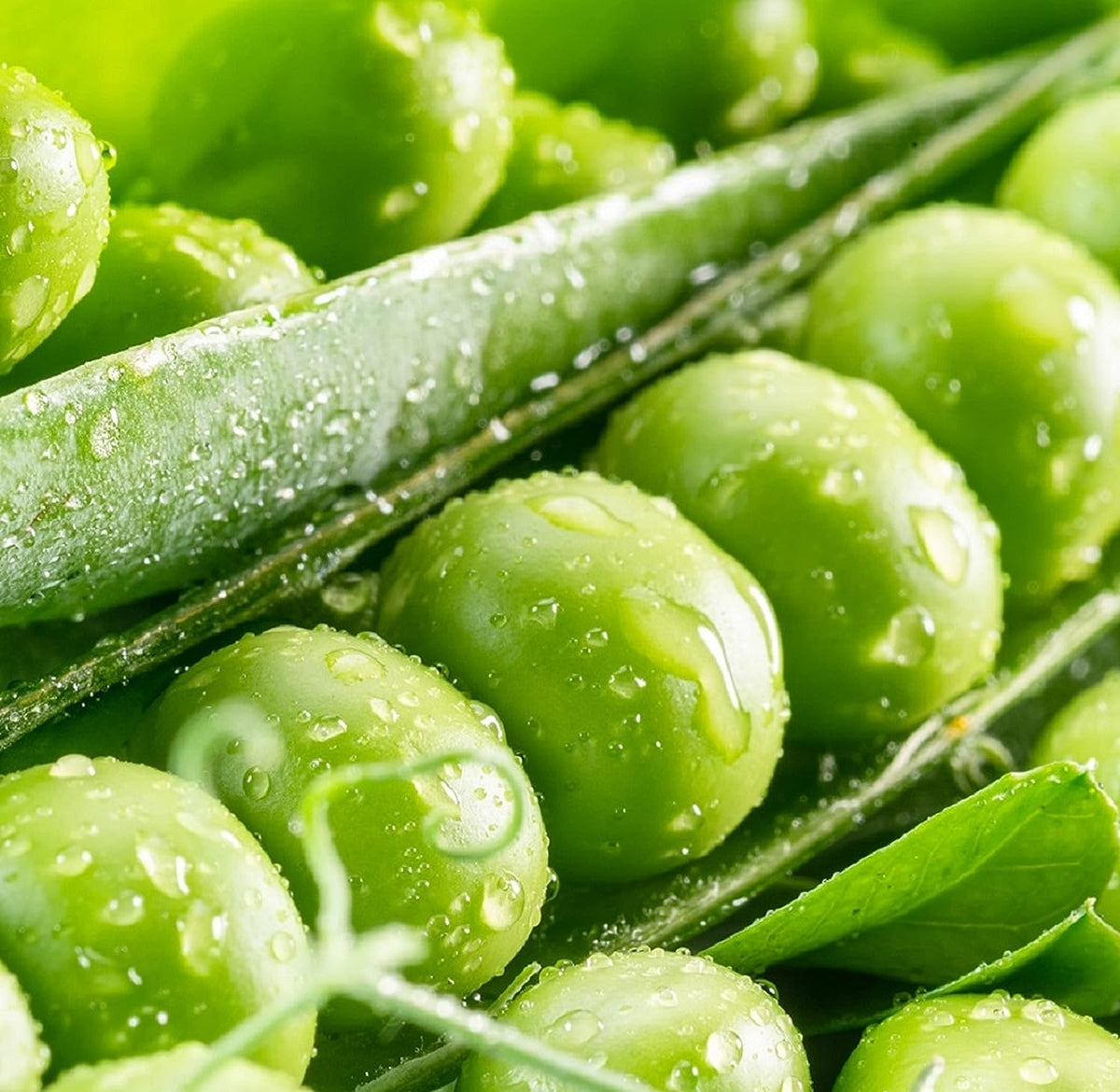 PEAS, SUGAR SNAP 1 LB – Steve Regan Company