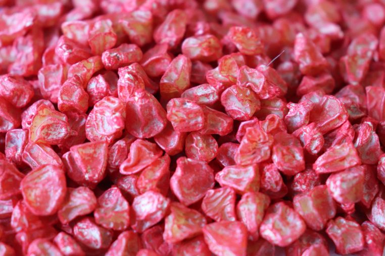 CORN, BODACIOUS SWEET 75 DAYS - 1 LB – Steve Regan Company